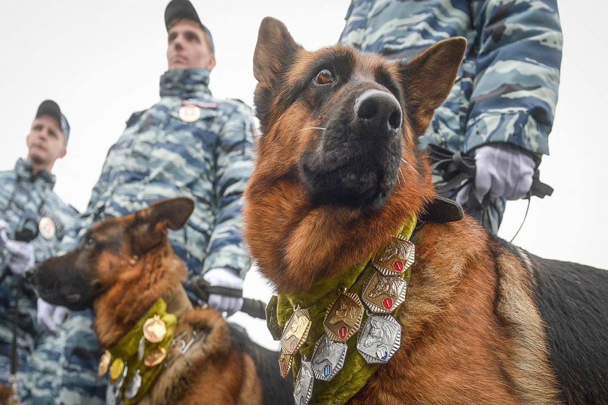 World’s first man-dog parachute systems to be supplied to Russian army ...