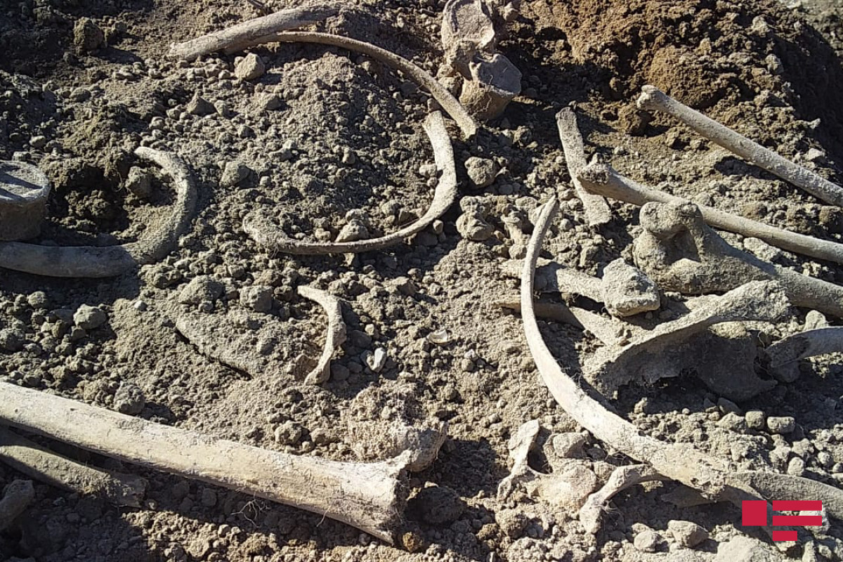 Bone fragments resembling human skeleton discovered in Azerbaijan's Aghdam